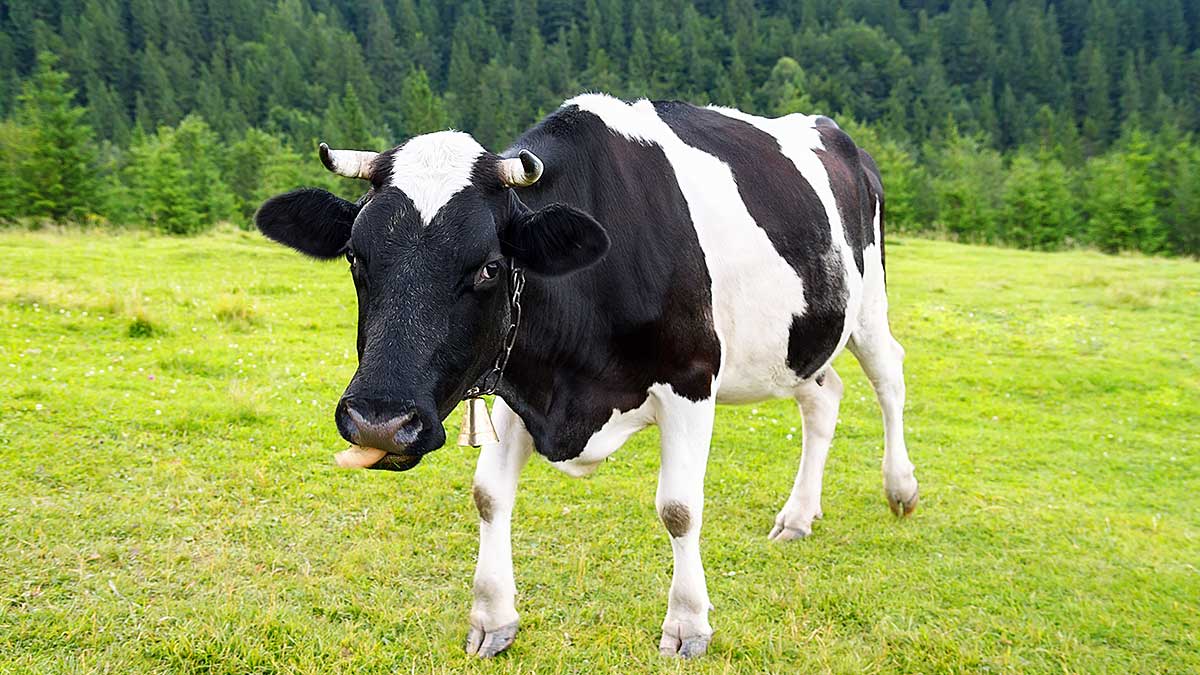 Bydło w busie - Polska - Dziennik Polonijny USA - Polish Daily News ...